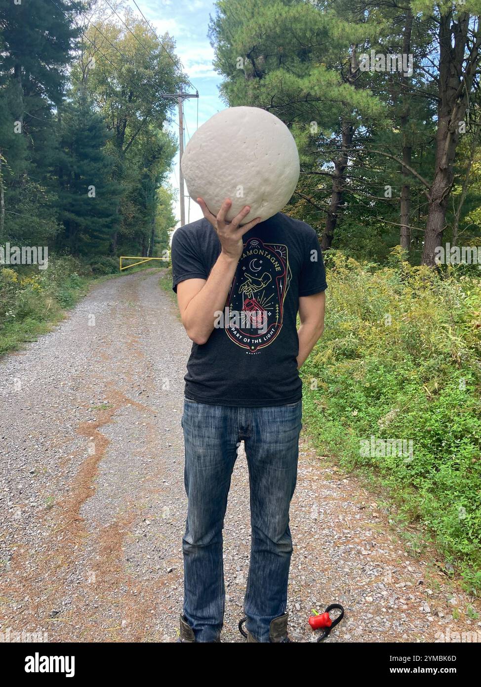 giant puffball (Calvatia gigantea Stock Photo - Alamy