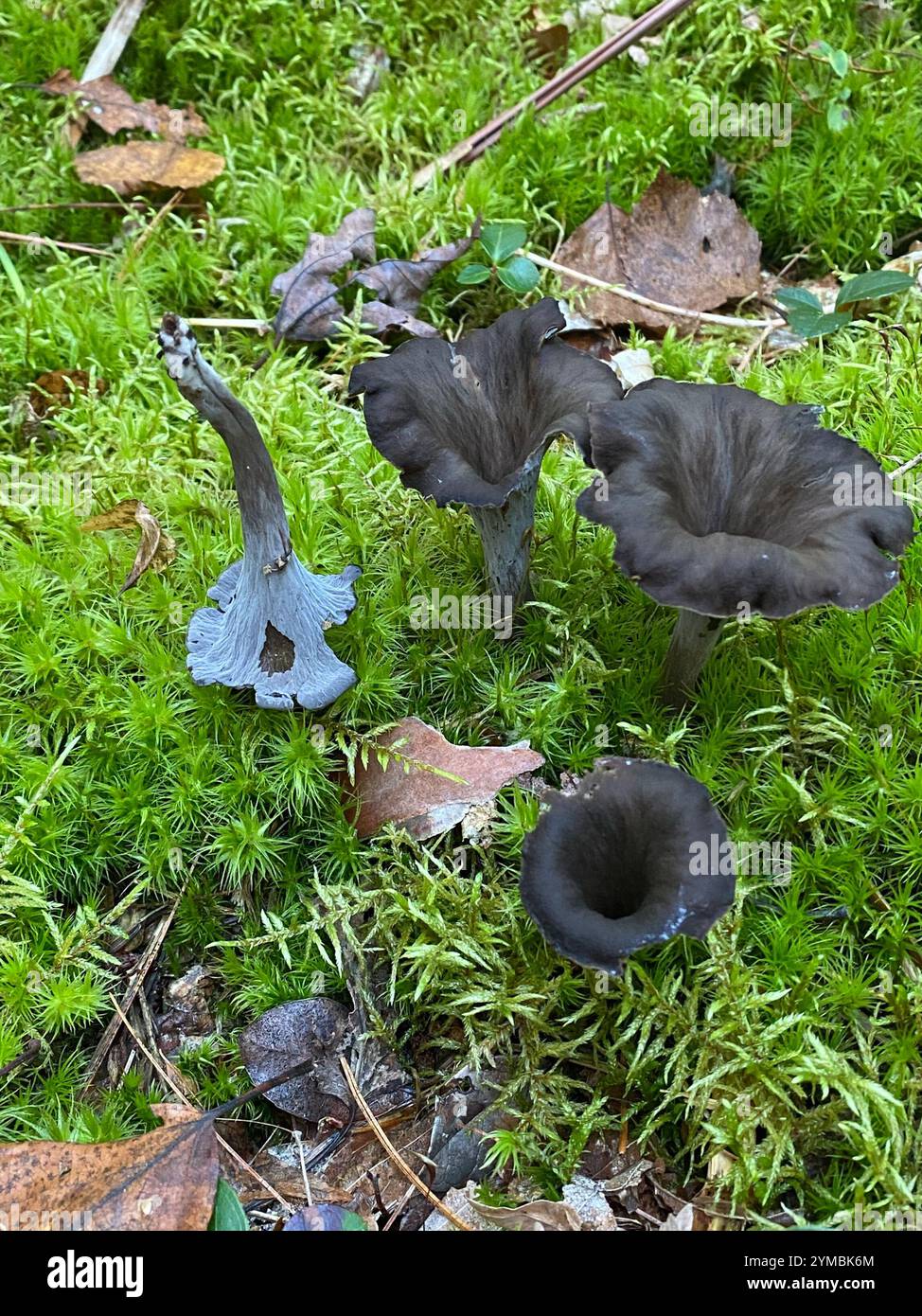 Eastern Black Trumpet (Craterellus fallax Stock Photo - Alamy