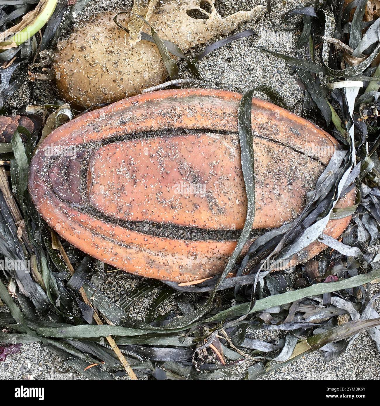Gumboot Chiton (Cryptochiton stelleri Stock Photo - Alamy