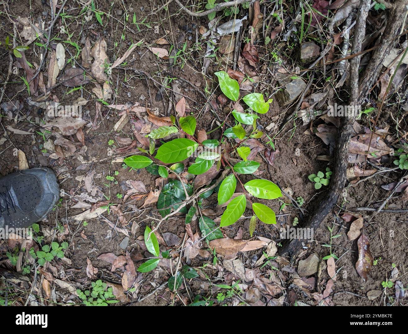 Cheese Tree (Glochidion ferdinandi Stock Photo - Alamy