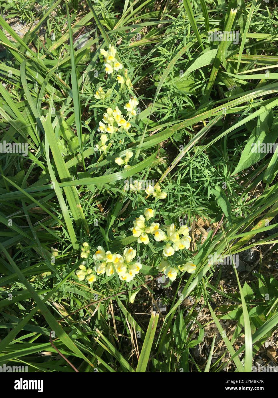 common toadflax (Linaria vulgaris Stock Photo - Alamy