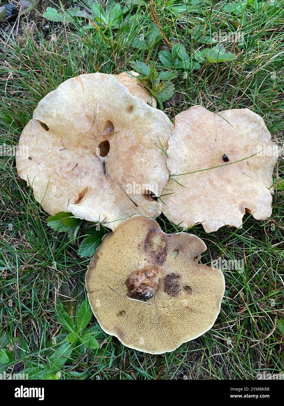 Slippery Jacks (Suillus Stock Photo - Alamy