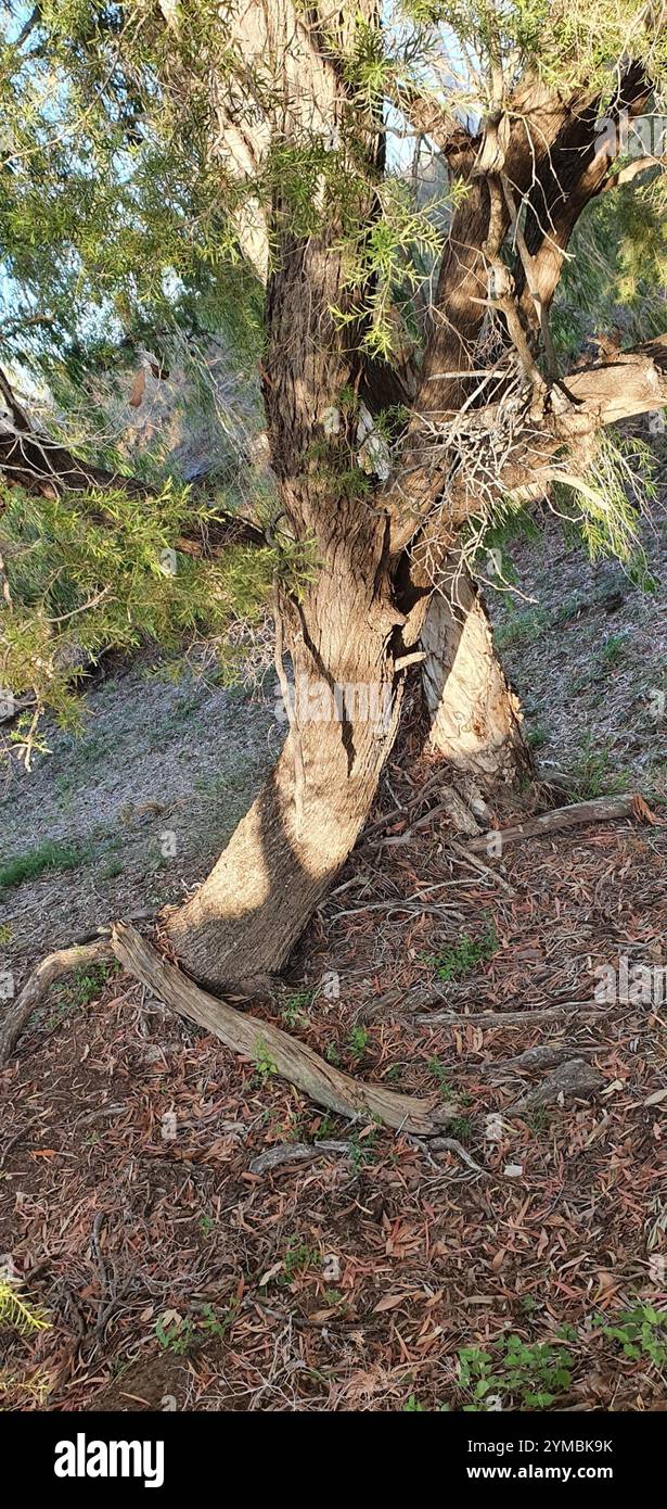 black tea-tree (Melaleuca bracteata Stock Photo - Alamy