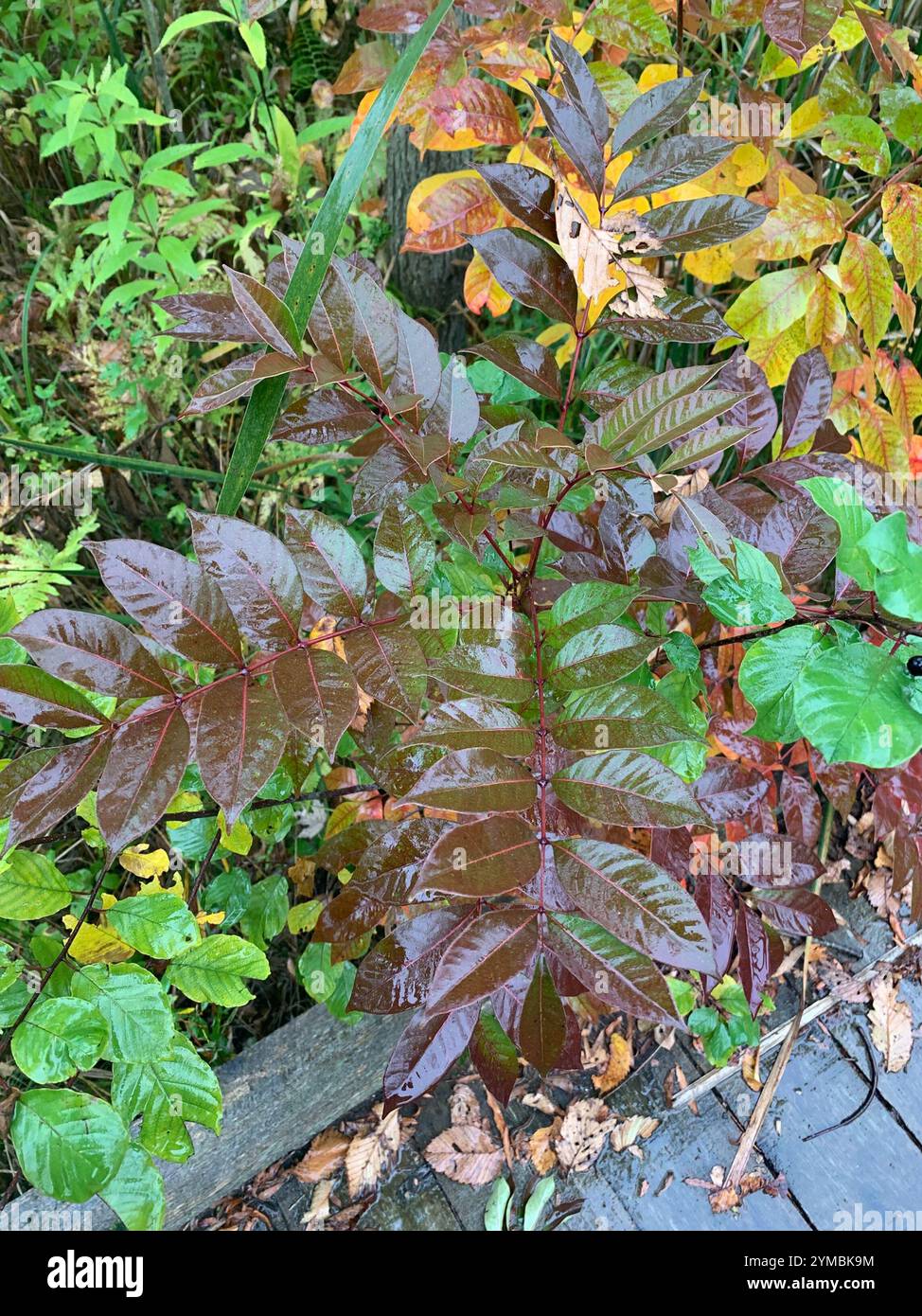 poison sumac (Toxicodendron vernix Stock Photo - Alamy