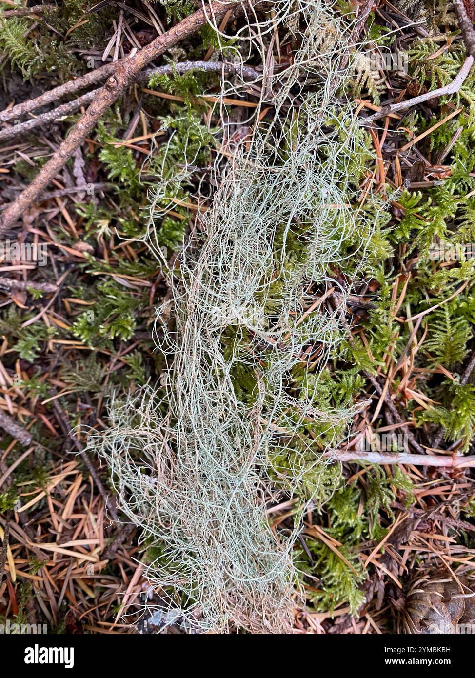 common lichens (Lecanoromycetes Stock Photo - Alamy