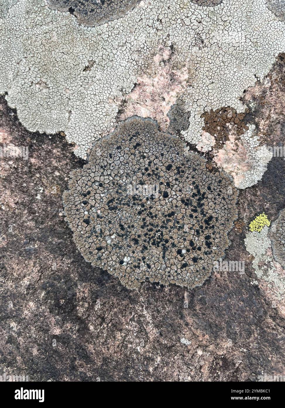 concentric boulder lichen (Porpidia crustulata Stock Photo - Alamy