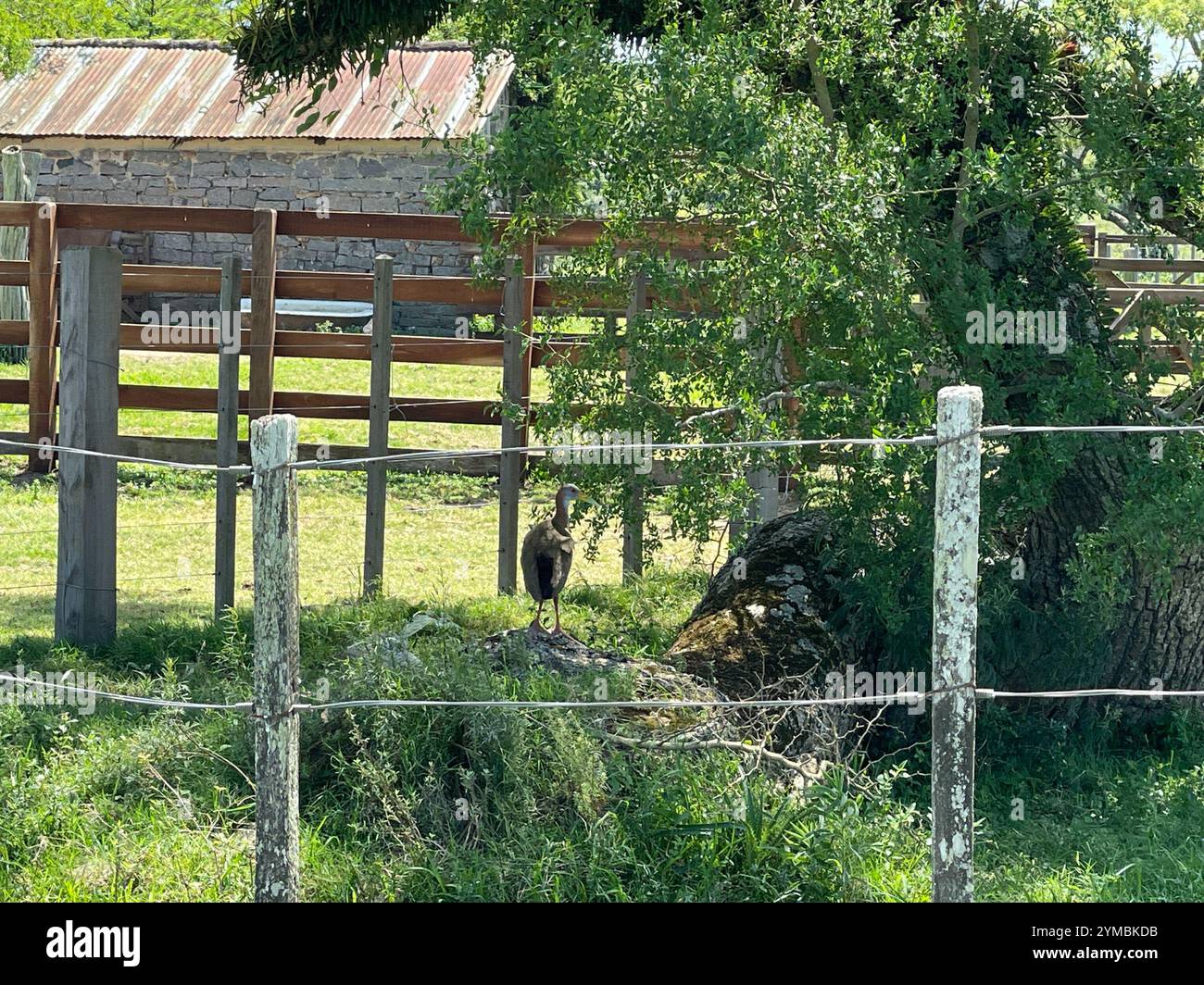 Giant Wood-Rail (Aramides ypecaha Stock Photo - Alamy