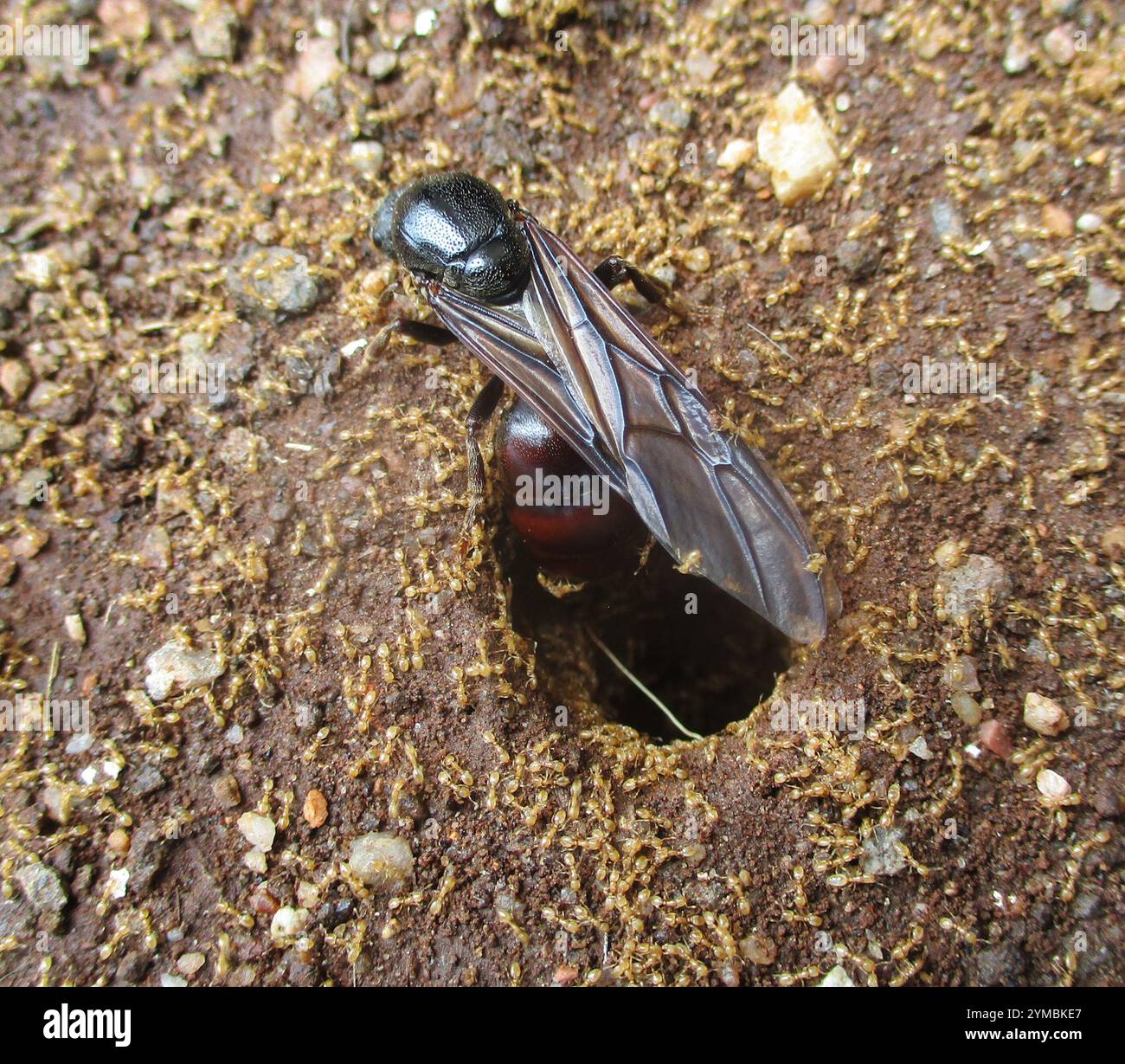 Thief ant hi-res stock photography and images - Alamy