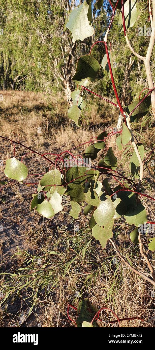 Poplar Box (Eucalyptus populnea Stock Photo - Alamy