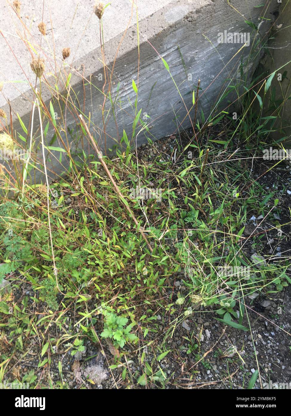 Japanese stiltgrass (Microstegium vimineum Stock Photo - Alamy