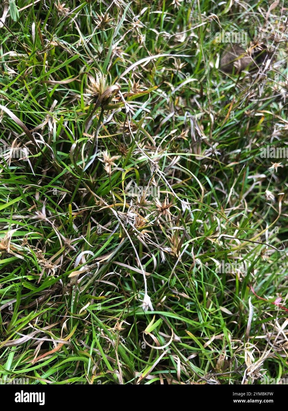 Creeping Rush (Juncus repens Stock Photo - Alamy