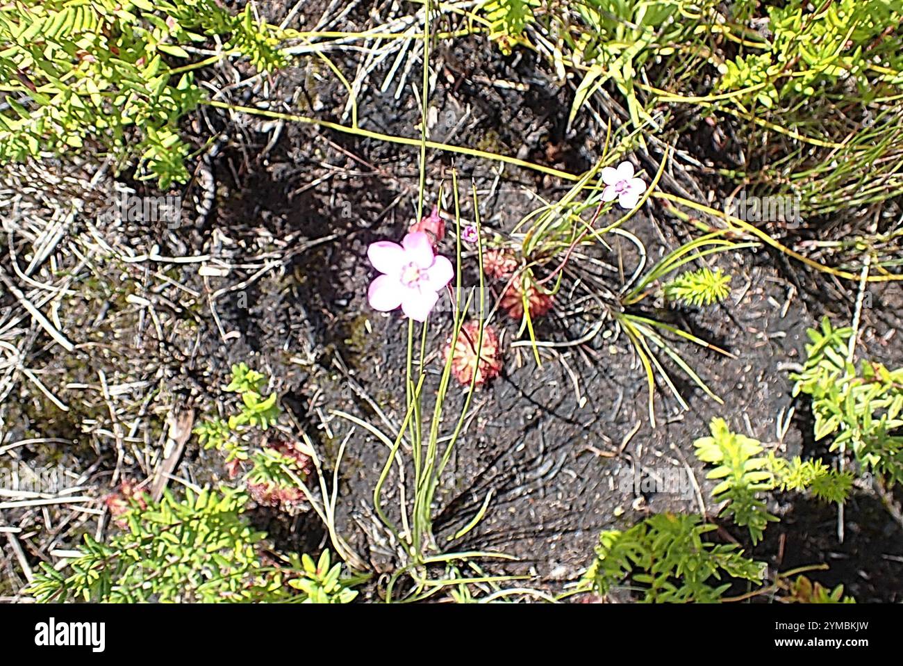 Alice Sundew (Drosera aliciae Stock Photo - Alamy