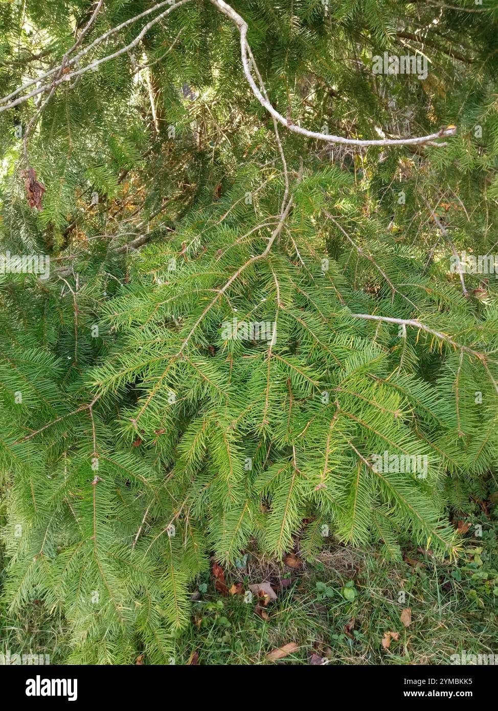 pine family (Pinaceae Stock Photo - Alamy