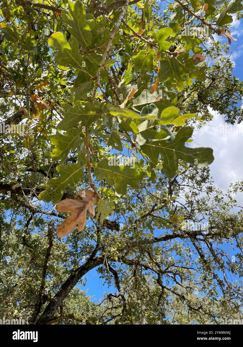 post oak (Quercus stellata Stock Photo - Alamy