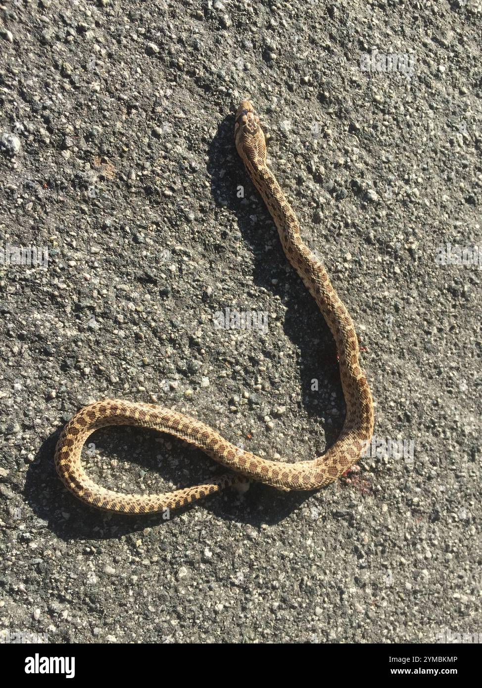 Pacific Gopher Snake (Pituophis catenifer catenifer Stock Photo - Alamy