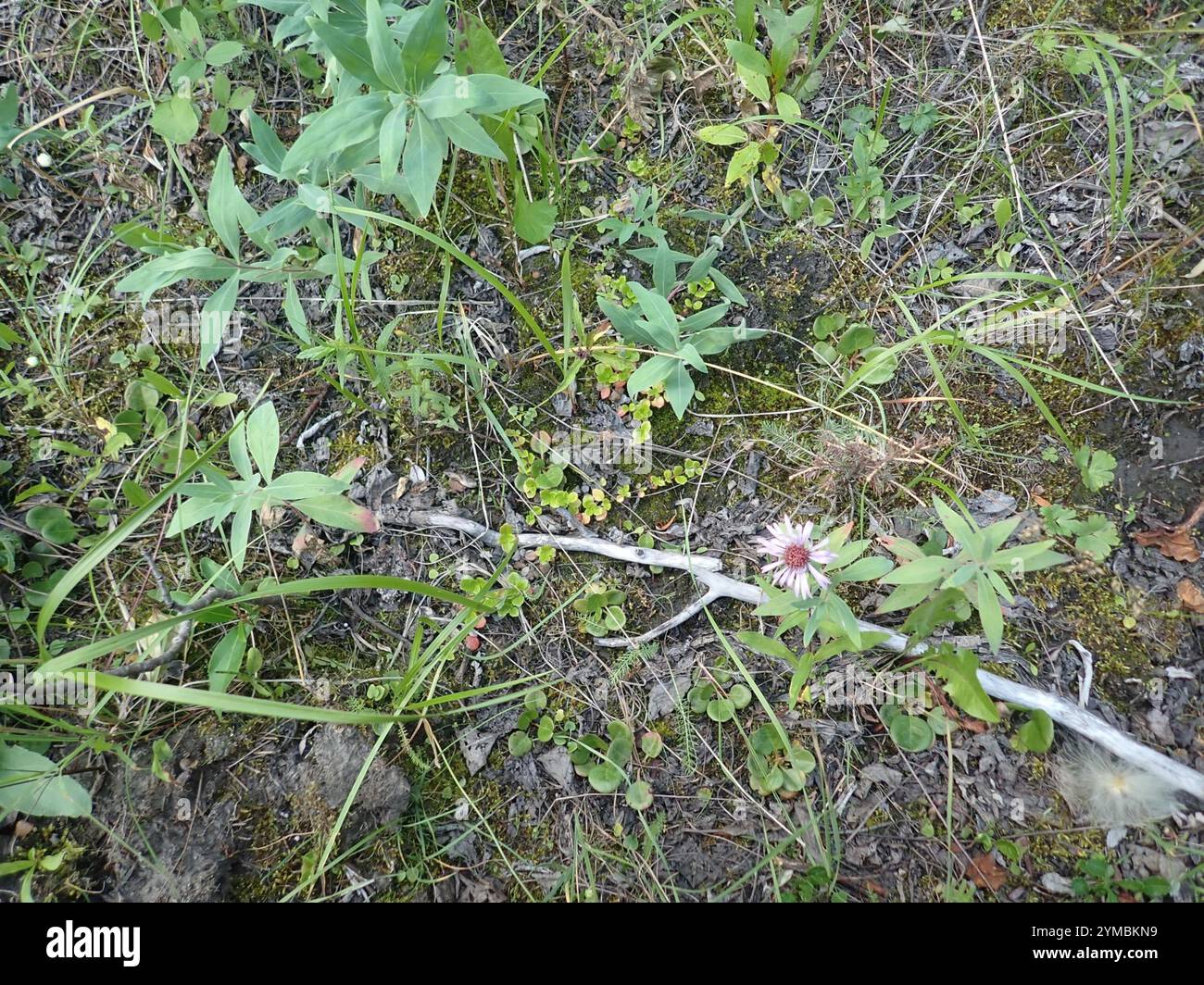 Twinflower (Linnaea borealis Stock Photo - Alamy