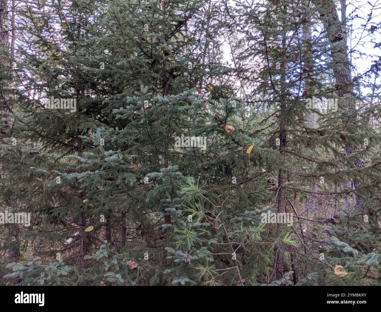 black spruce (Picea mariana Stock Photo - Alamy