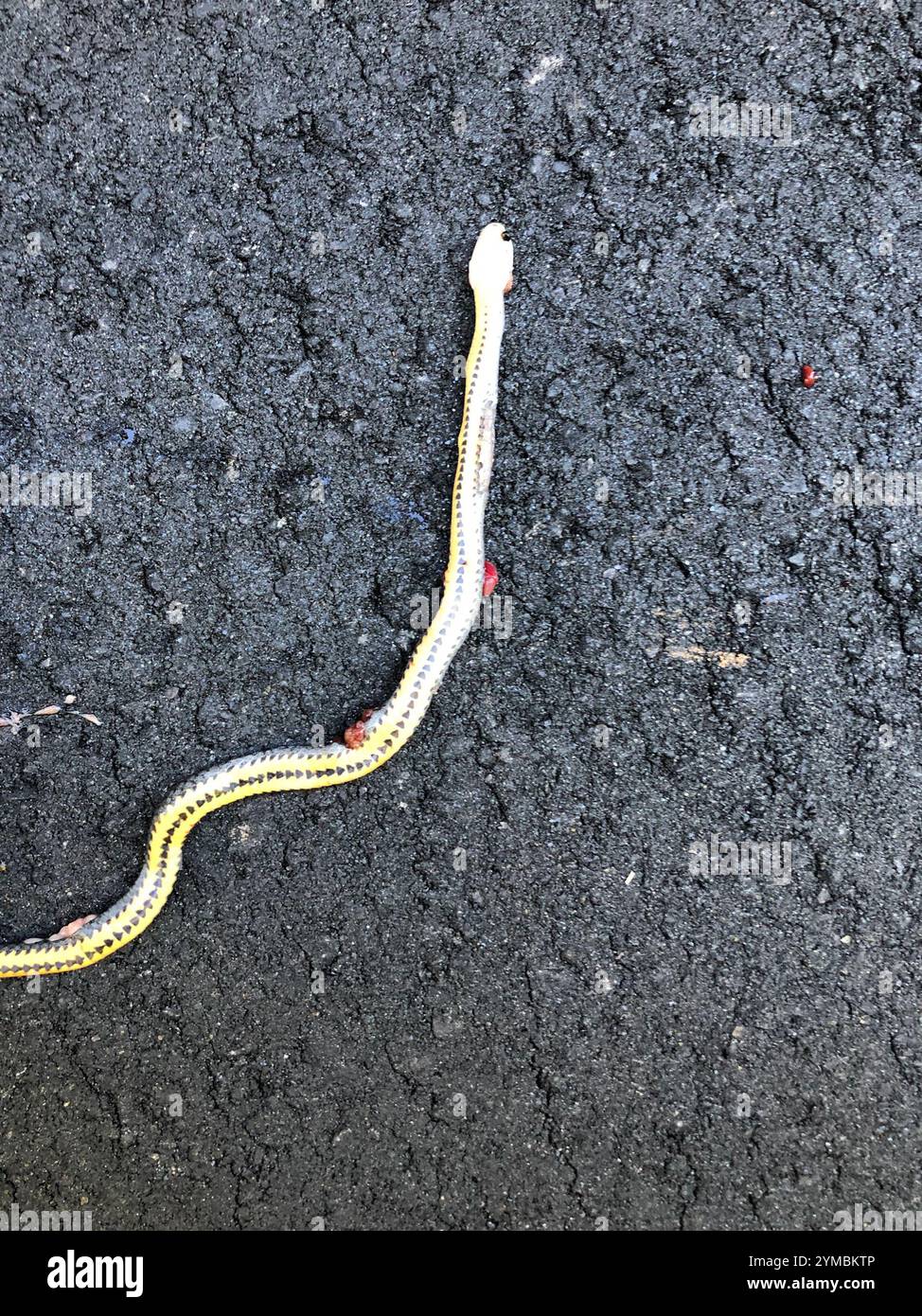 ring-necked snake (Diadophis punctatus Stock Photo - Alamy