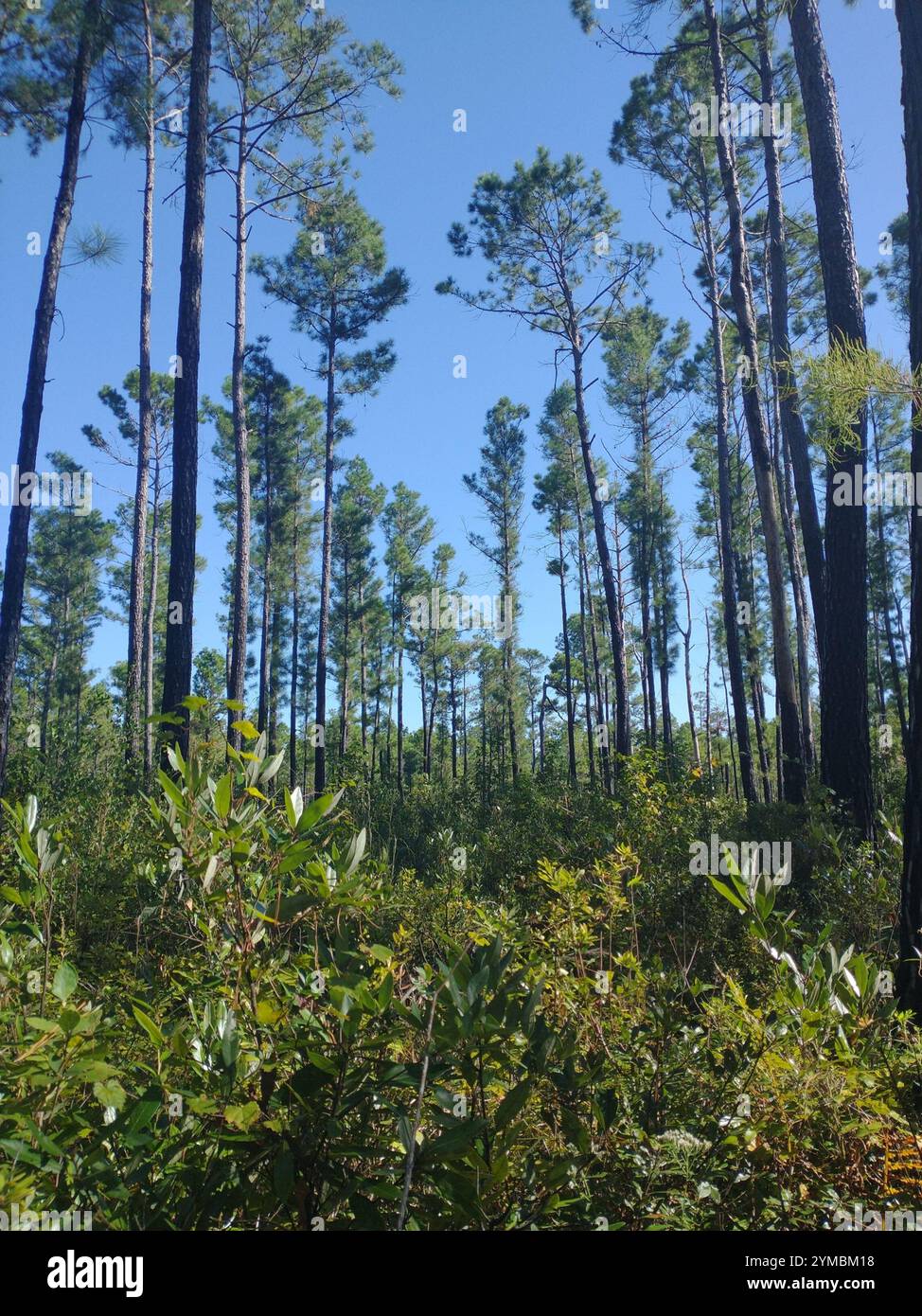 pond pine (Pinus serotina Stock Photo - Alamy