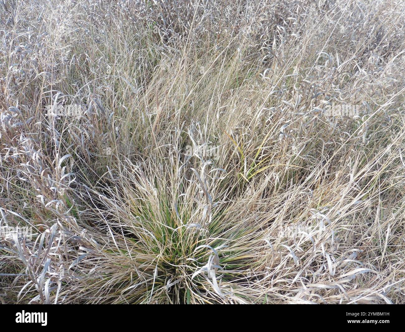 tufted hair grass (Deschampsia cespitosa Stock Photo - Alamy