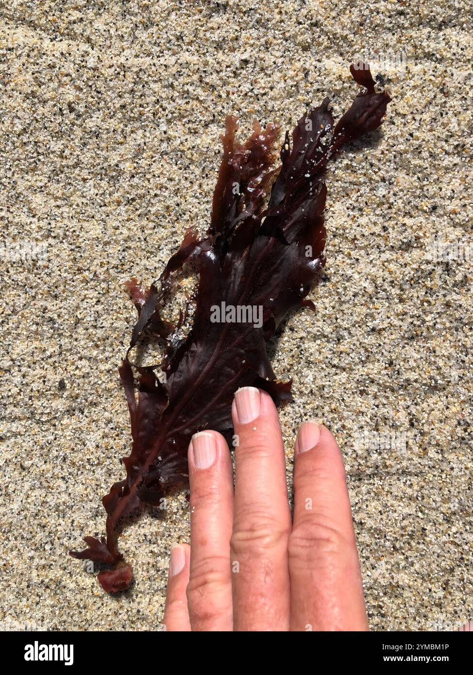 red sea leaf (Erythrophyllum delesserioides Stock Photo - Alamy