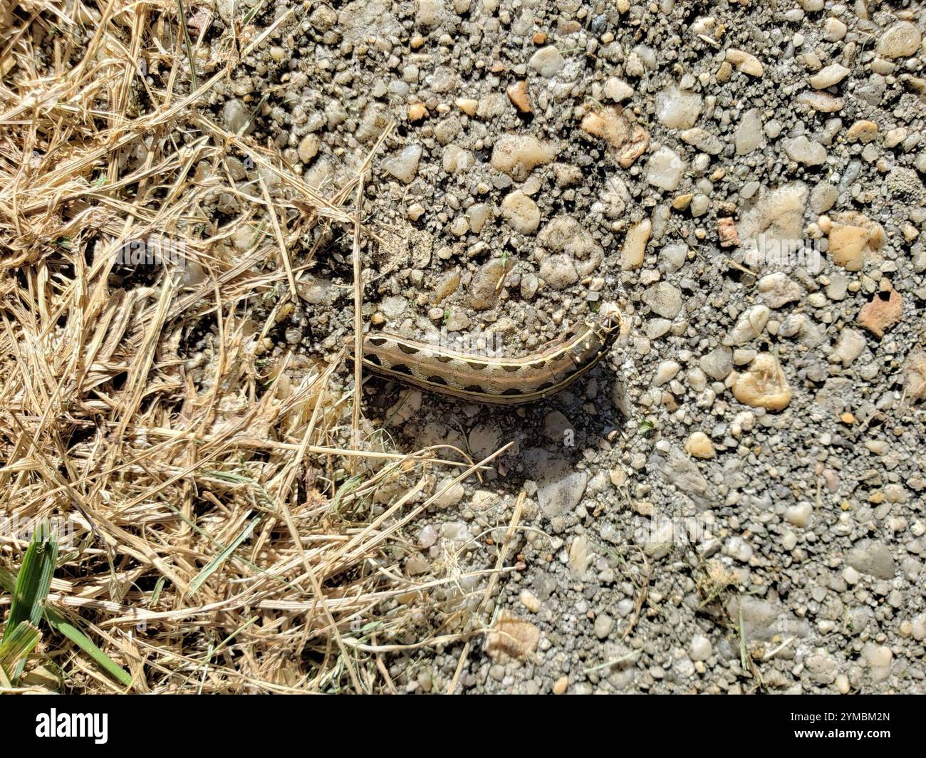 Fall Armyworm Moth (Spodoptera frugiperda Stock Photo - Alamy