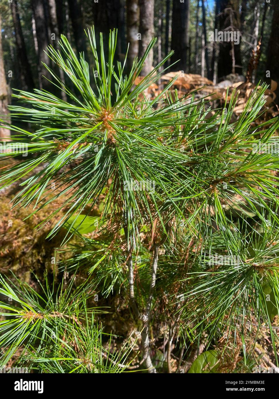 western white pine (Pinus monticola Stock Photo - Alamy