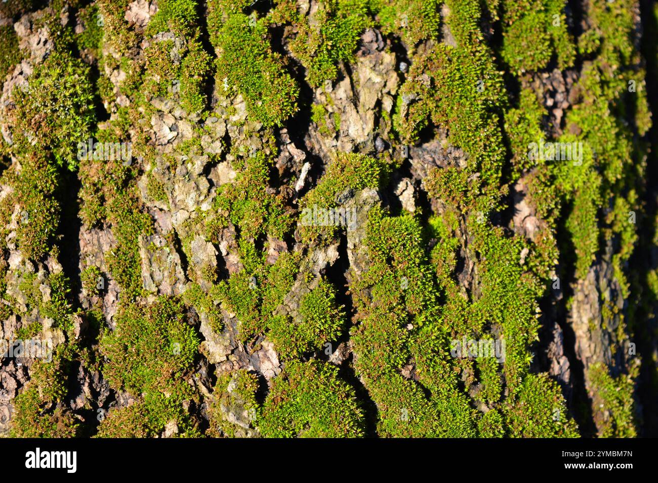 Bright colorful nature under the rays of sunlight. Old, deep tree bark ...