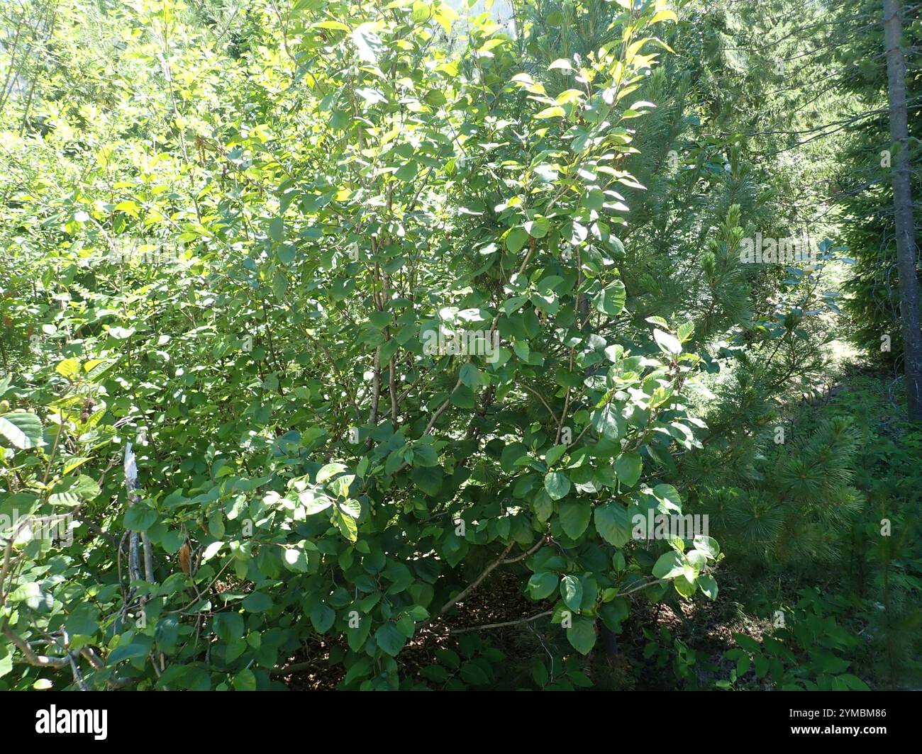 Green alder alnus alnobetula hi-res stock photography and images - Alamy