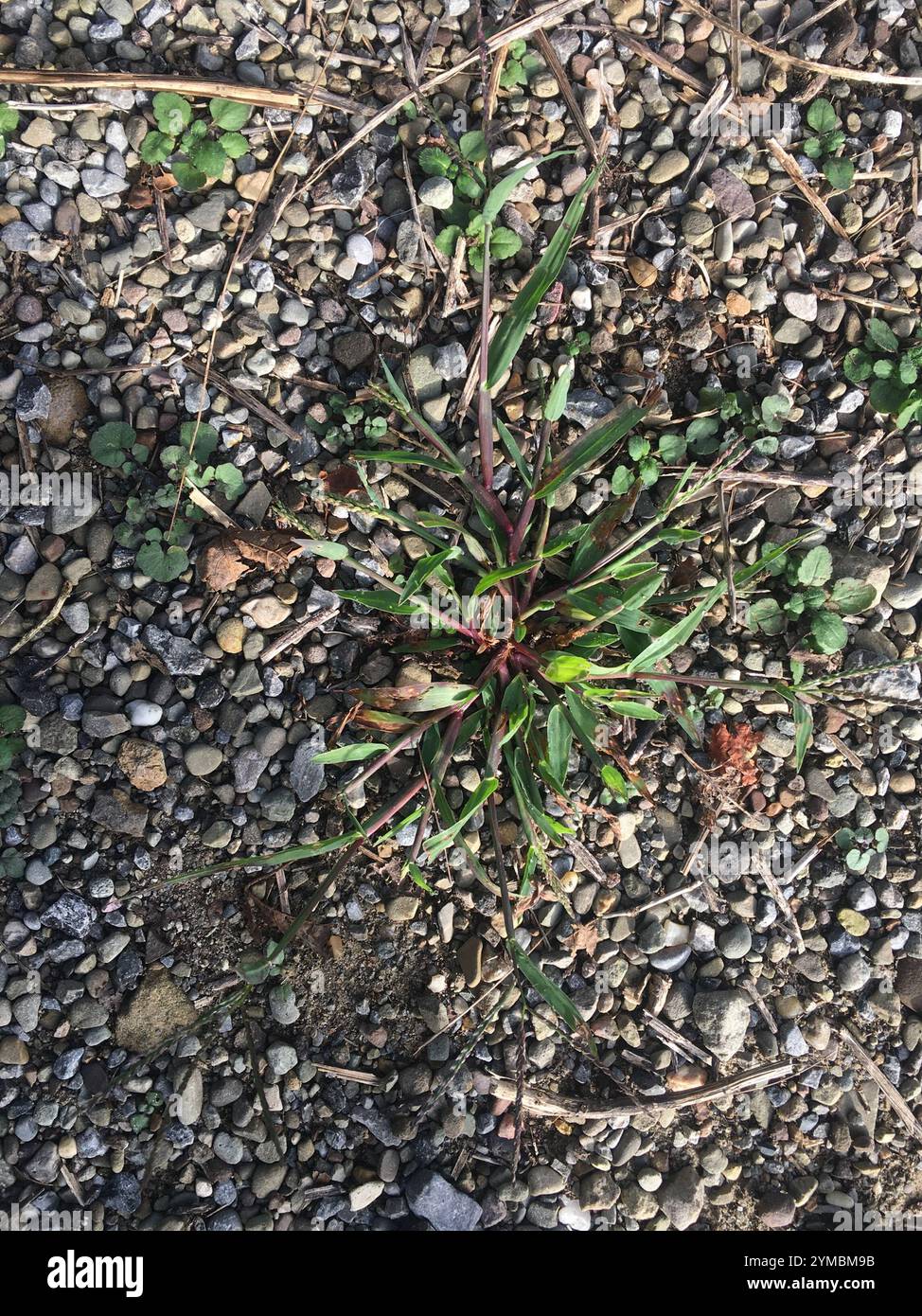 smooth crabgrass (Digitaria ischaemum Stock Photo - Alamy