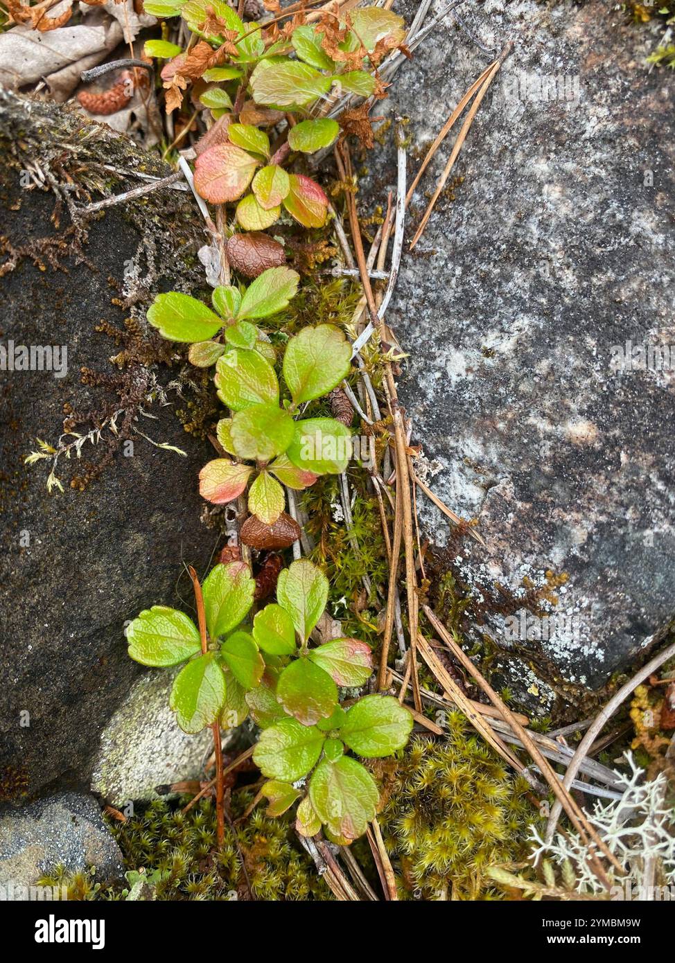 Twinflower (Linnaea borealis Stock Photo - Alamy