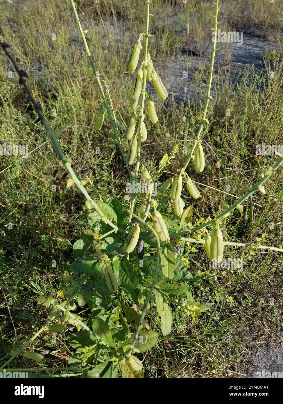 Showy Rattlebox (Crotalaria spectabilis Stock Photo - Alamy