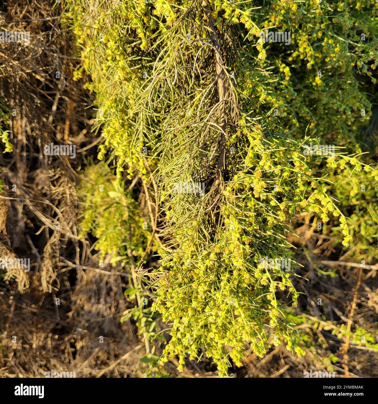 Singlewhorl Burrobrush (Ambrosia monogyra Stock Photo - Alamy