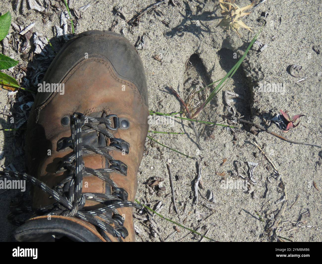 New World Deer (Capreolinae Stock Photo - Alamy