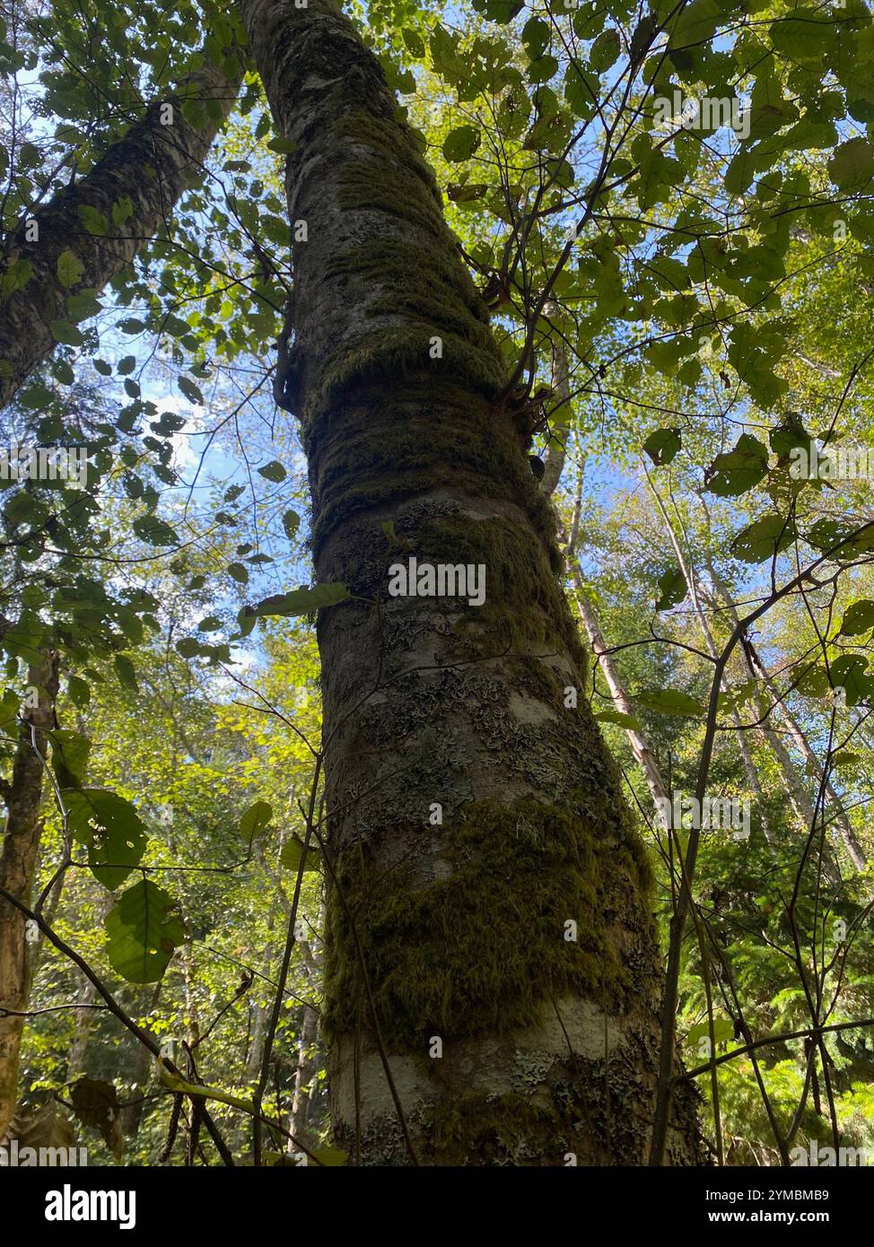 Red Alder (Alnus rubra Stock Photo - Alamy