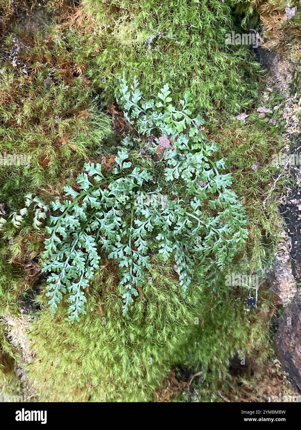 Mountain spleenwort hi-res stock photography and images - Alamy