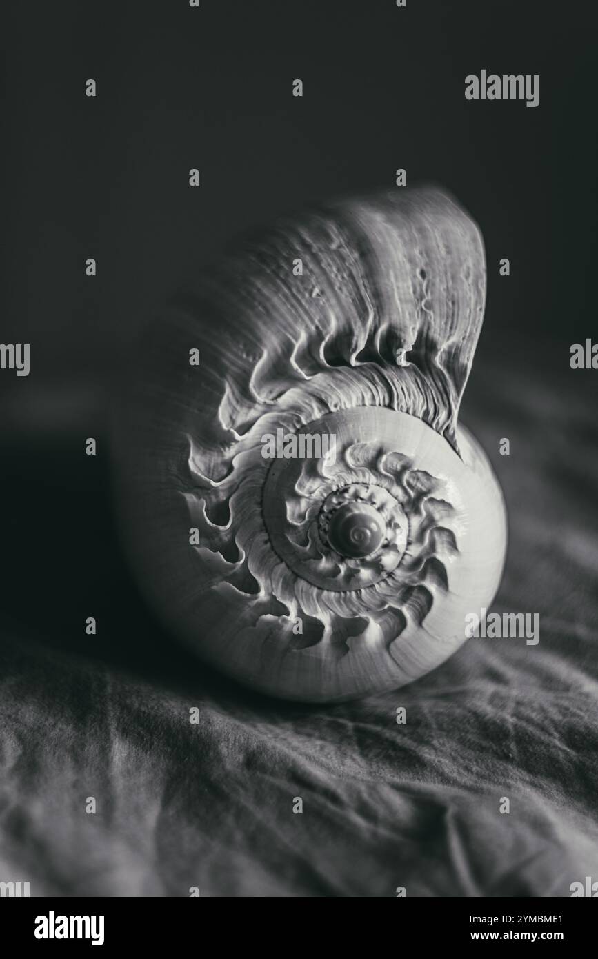 A black and white photograph of a chambered nautilus shell Nautilus ...