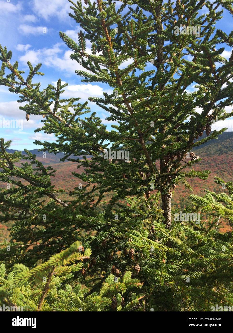 red spruce (Picea rubens Stock Photo - Alamy