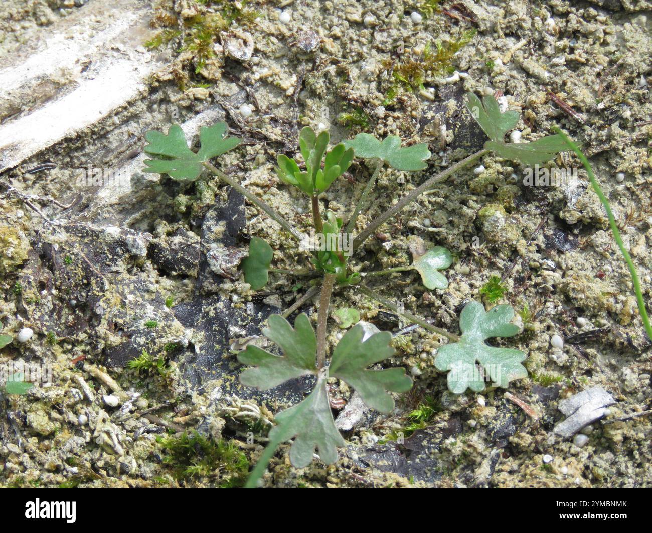 cursed crowfoot (Ranunculus sceleratus Stock Photo - Alamy