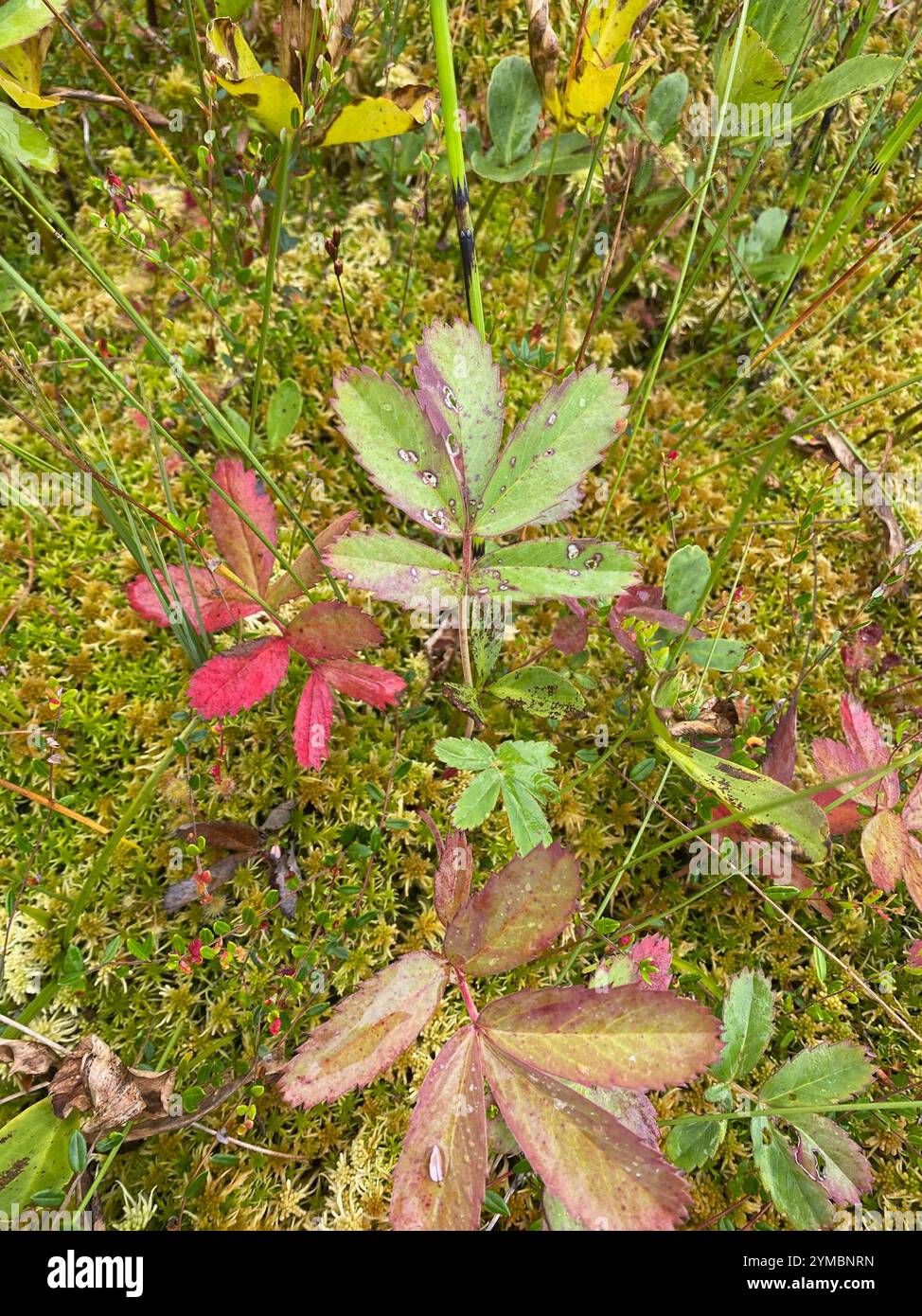 marsh cinquefoil (Comarum palustre Stock Photo - Alamy