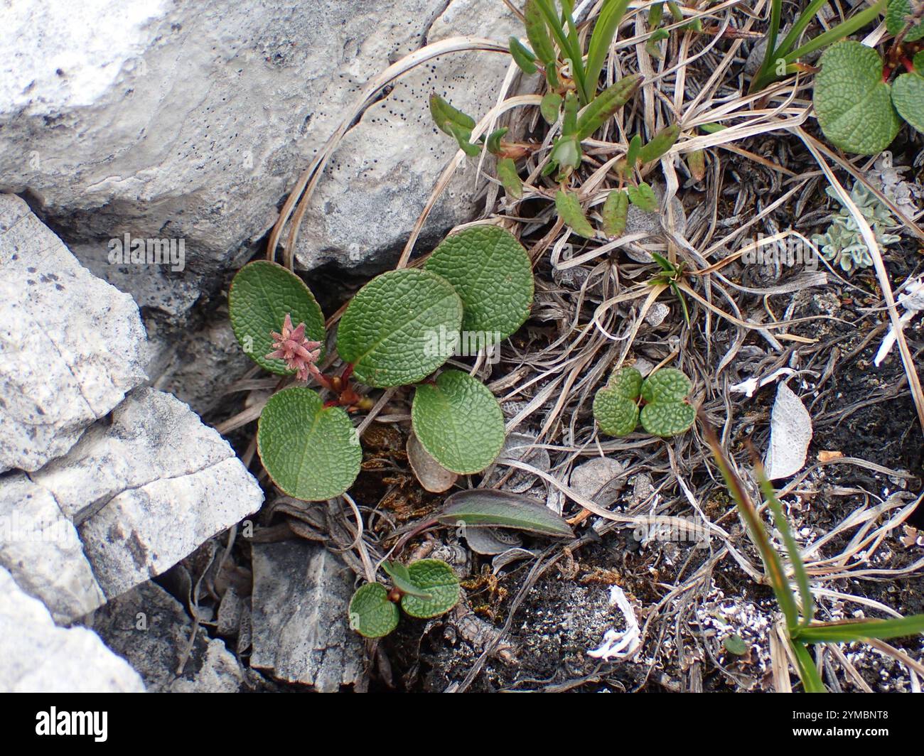 Net-leaved Willow (Salix reticulata Stock Photo - Alamy