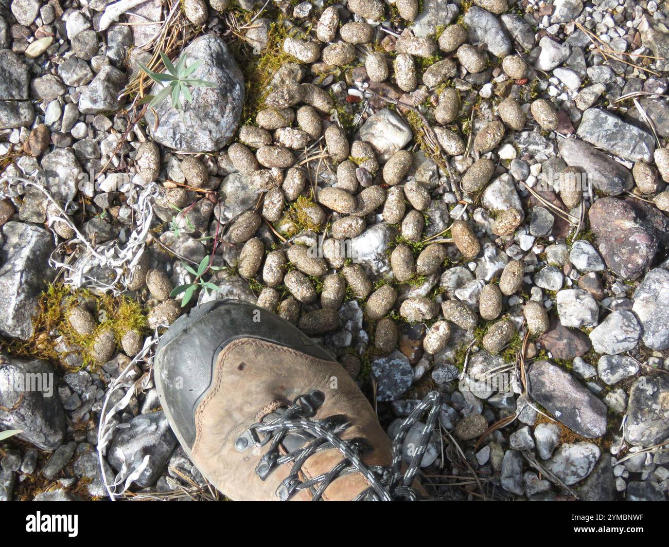 New World Deer (Capreolinae Stock Photo - Alamy
