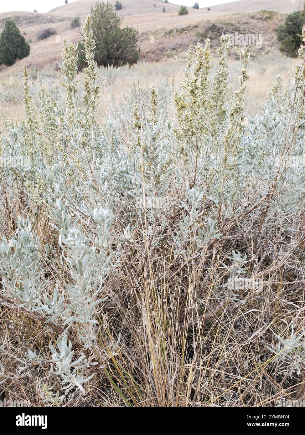 Silver Sagebrush (Artemisia cana Stock Photo - Alamy