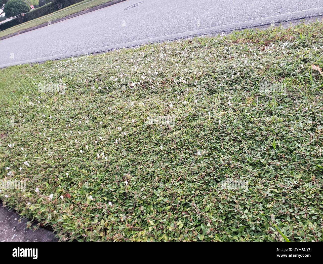 largeflower Mexican clover (Richardia grandiflora Stock Photo - Alamy