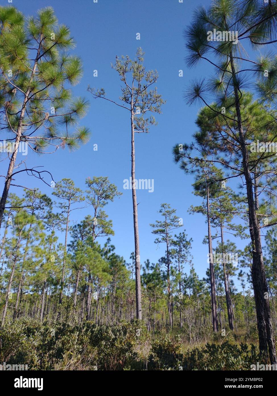 American hard pines (Trifoliae Stock Photo - Alamy