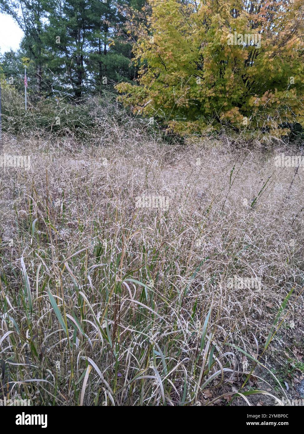 bristlegrasses, rosette grasses, barnyard grasses, and allies (Paniceae ...