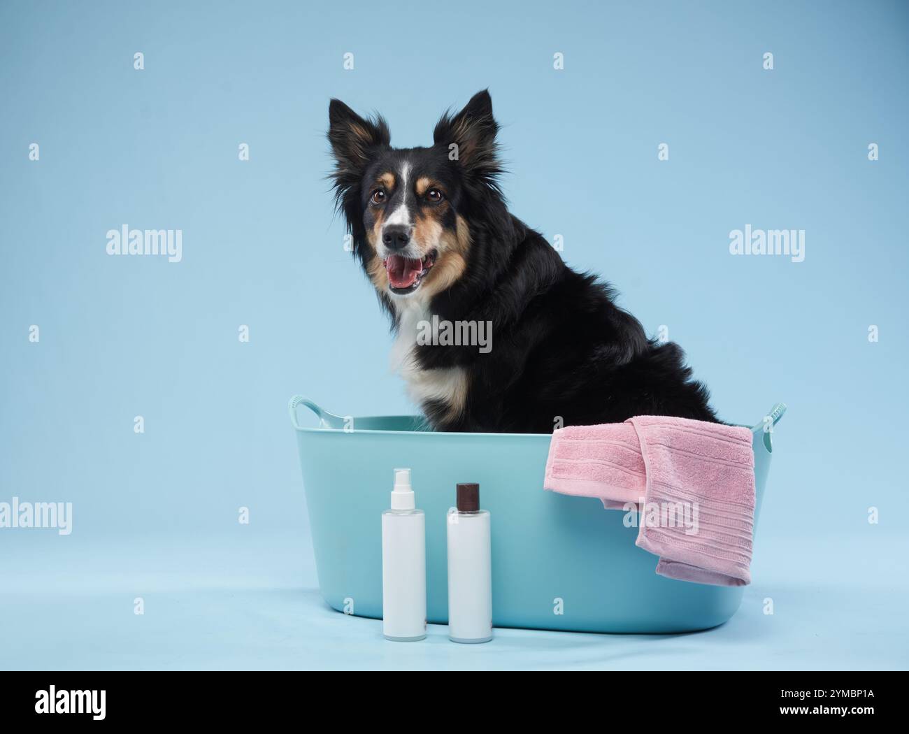border collie sits happily in a bath, surrounded by grooming products ...