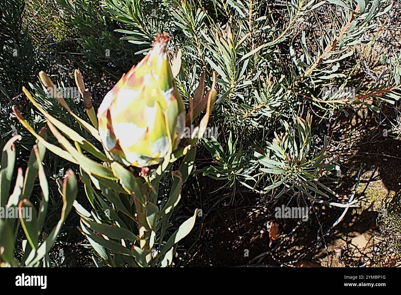 Spinning-top Conebush (Leucadendron rubrum Stock Photo - Alamy