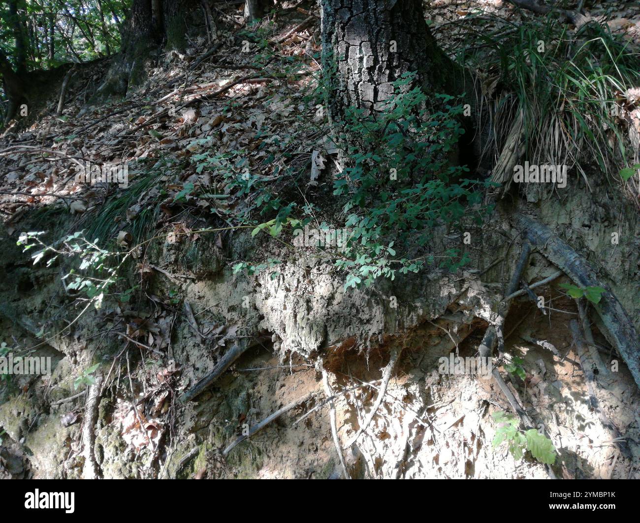Common Laburnum (Laburnum anagyroides Stock Photo - Alamy