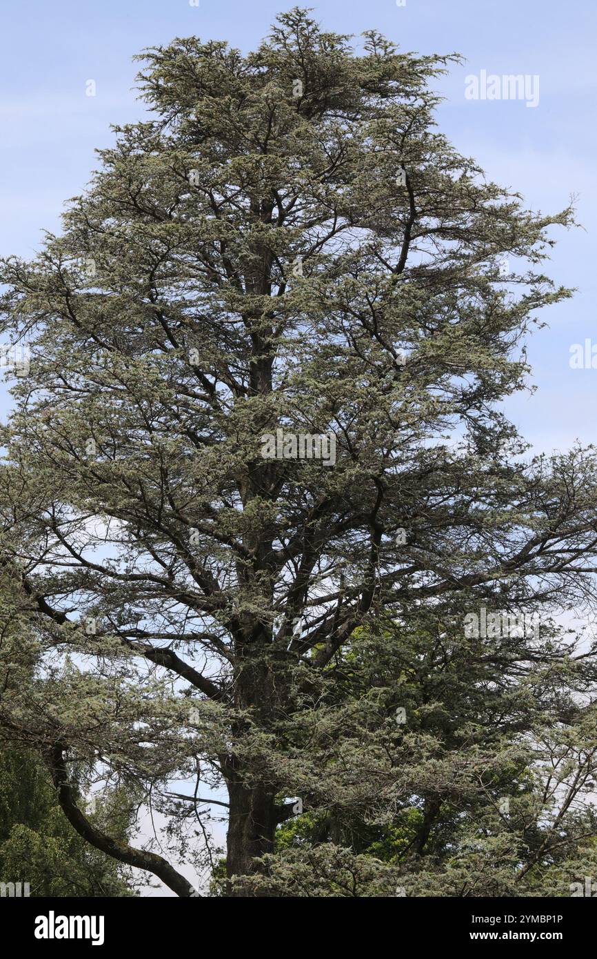 Atlas cedar (Cedrus atlantica Stock Photo - Alamy